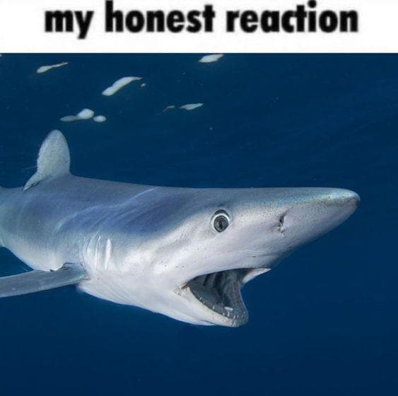 The 28 Funniest Shark Memes, Ranked
