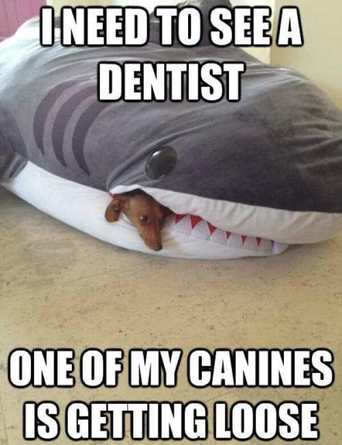 The 28 Funniest Shark Memes, Ranked