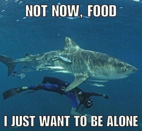 The 28 Funniest Shark Memes, Ranked