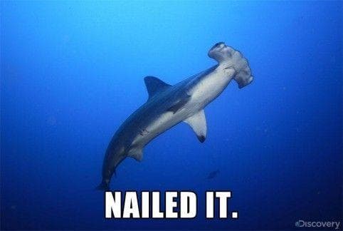 The 28 Funniest Shark Memes, Ranked