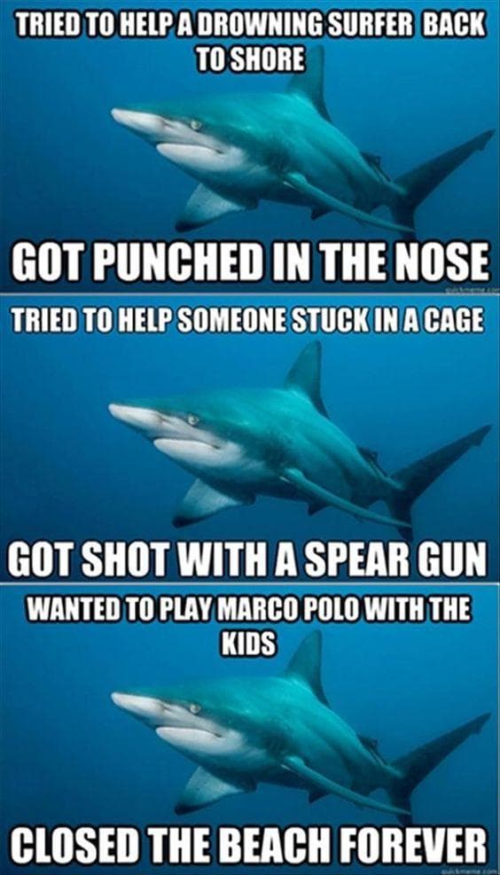 The 28 Funniest Shark Memes, Ranked