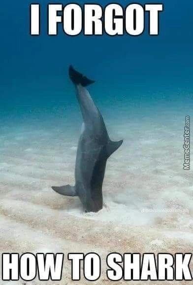 The 28 Funniest Shark Memes, Ranked