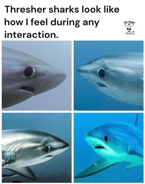The 28 Funniest Shark Memes, Ranked