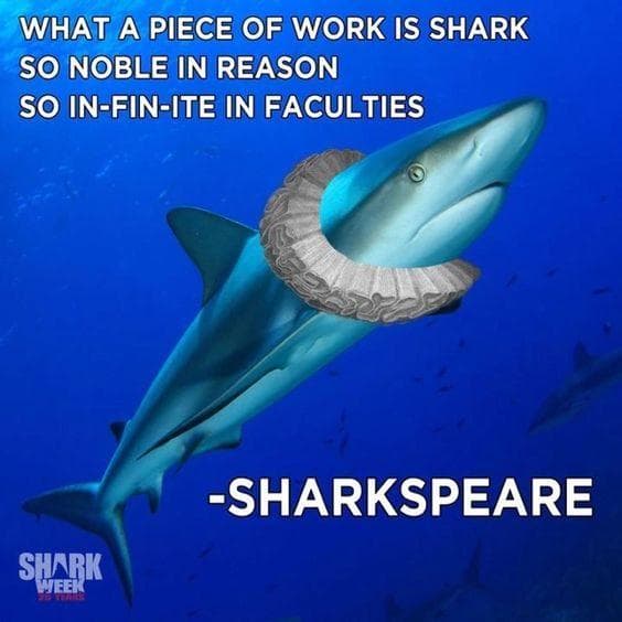 The 28 Funniest Shark Memes, Ranked