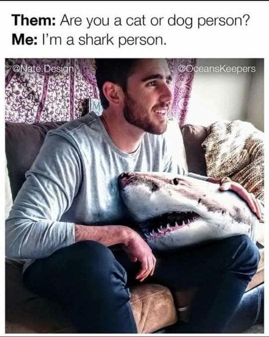 The 28 Funniest Shark Memes, Ranked