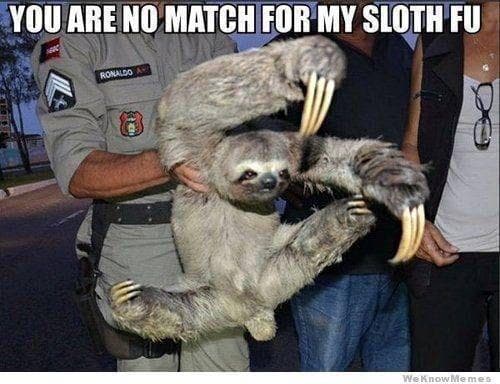 The 25 Funniest Sloth Memes, Ranked