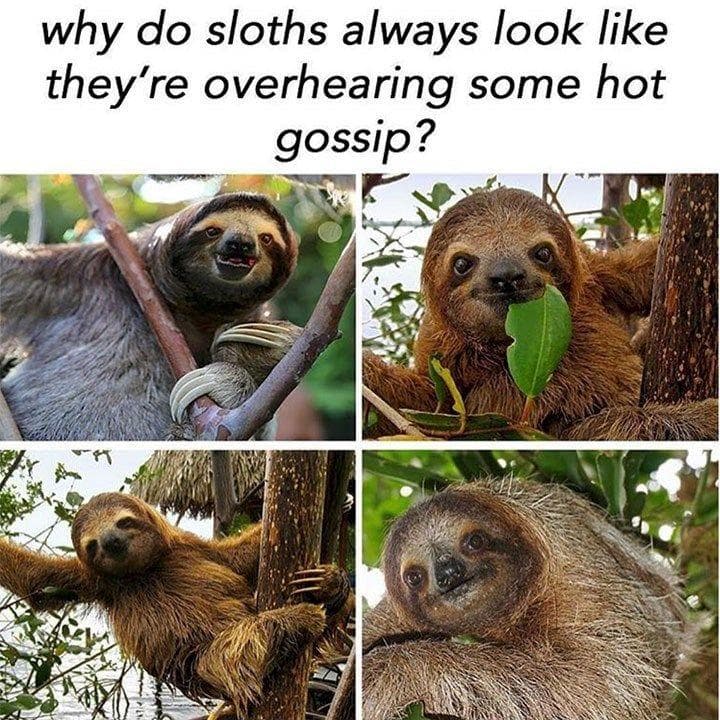 The 25 Funniest Sloth Memes, Ranked