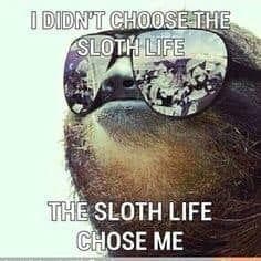 The 25 Funniest Sloth Memes, Ranked