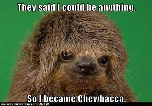 The 25 Funniest Sloth Memes, Ranked