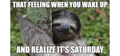 The 25 Funniest Sloth Memes, Ranked