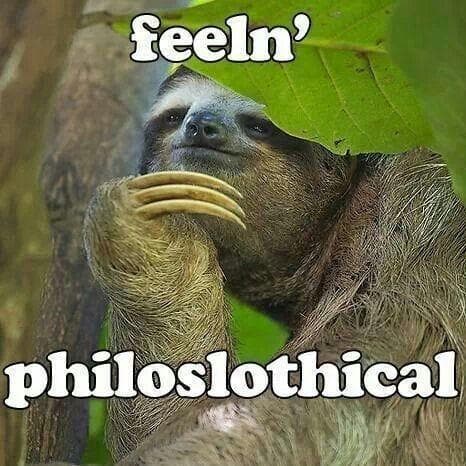 The 25 Funniest Sloth Memes, Ranked