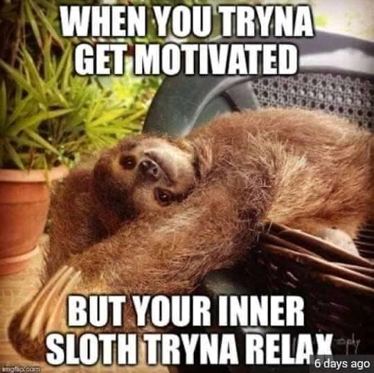 The 25 Funniest Sloth Memes, Ranked