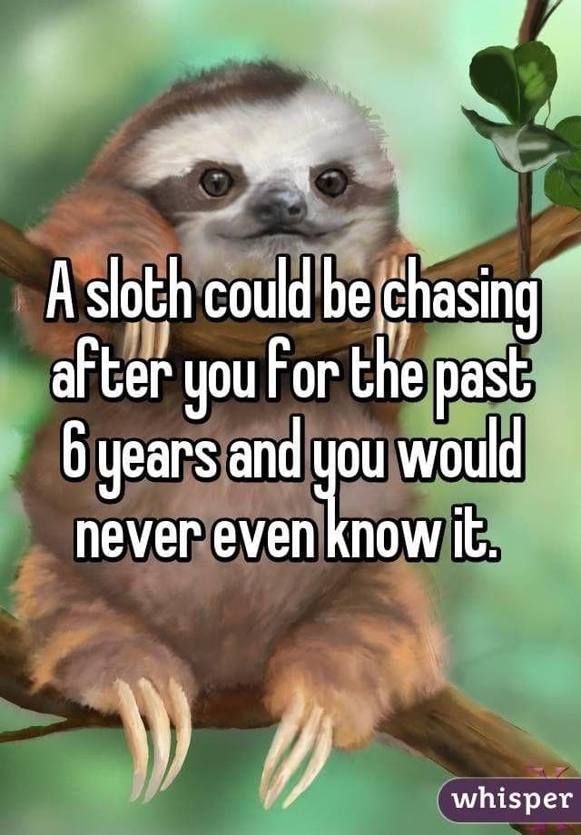 The 25 Funniest Sloth Memes, Ranked