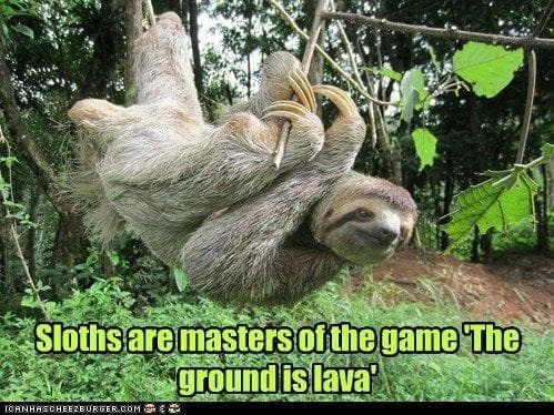 The 25 Funniest Sloth Memes, Ranked
