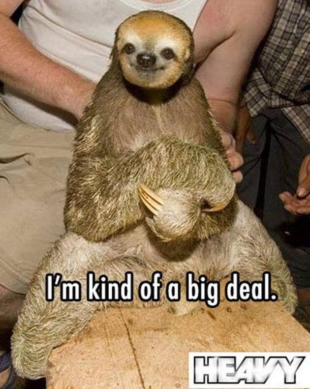 The 25 Funniest Sloth Memes, Ranked