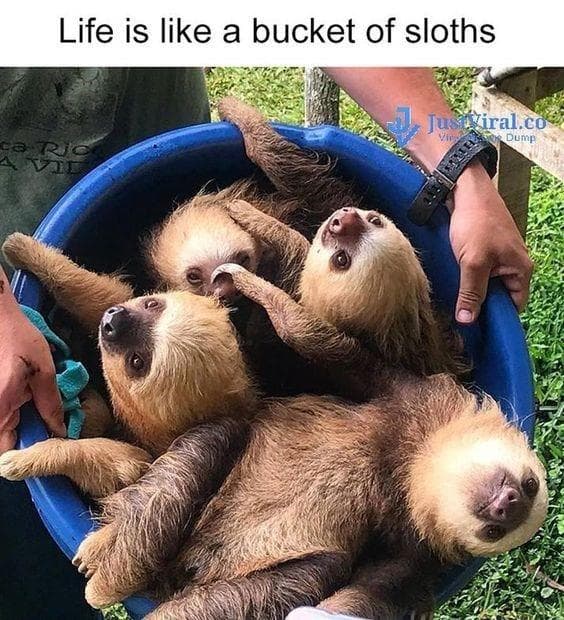 The 25 Funniest Sloth Memes, Ranked