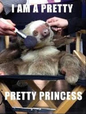 The 25 Funniest Sloth Memes, Ranked