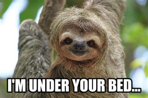 The 25 Funniest Sloth Memes, Ranked