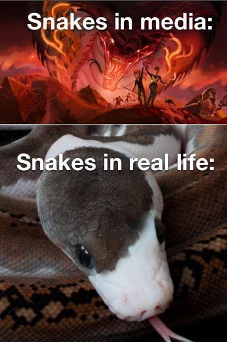 The 29 Funniest Snake Memes, Ranked