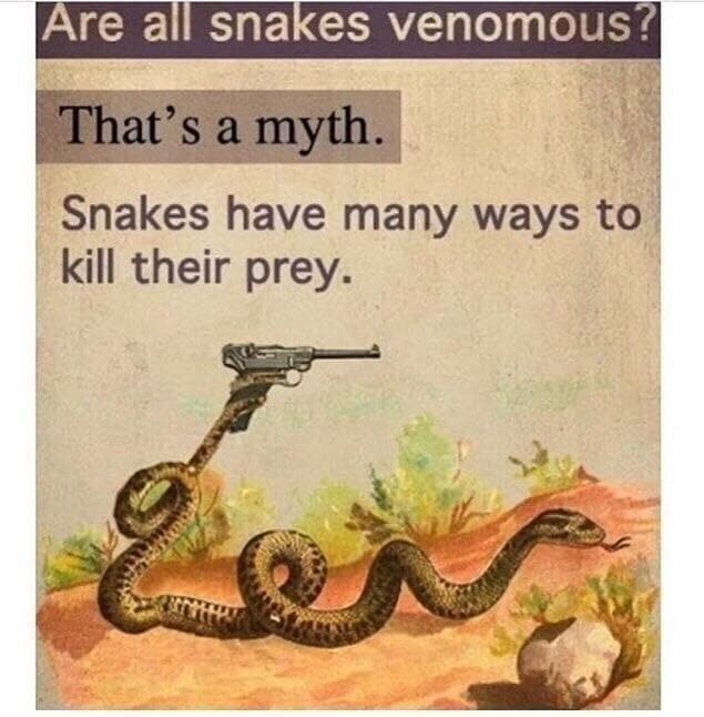 The 29 Funniest Snake Memes, Ranked