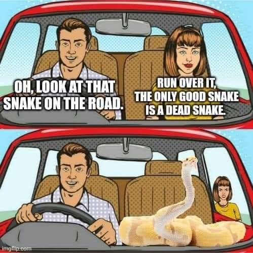 The 29 Funniest Snake Memes, Ranked