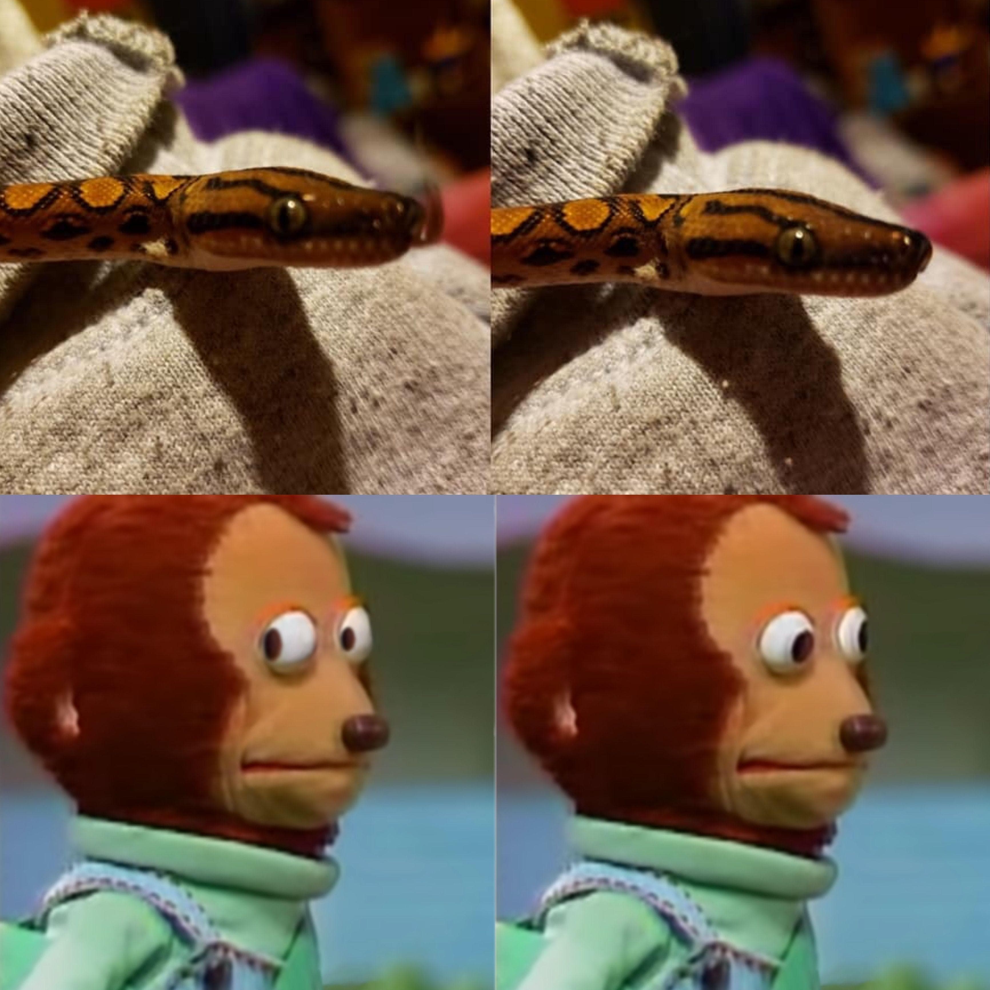 The 29 Funniest Snake Memes, Ranked