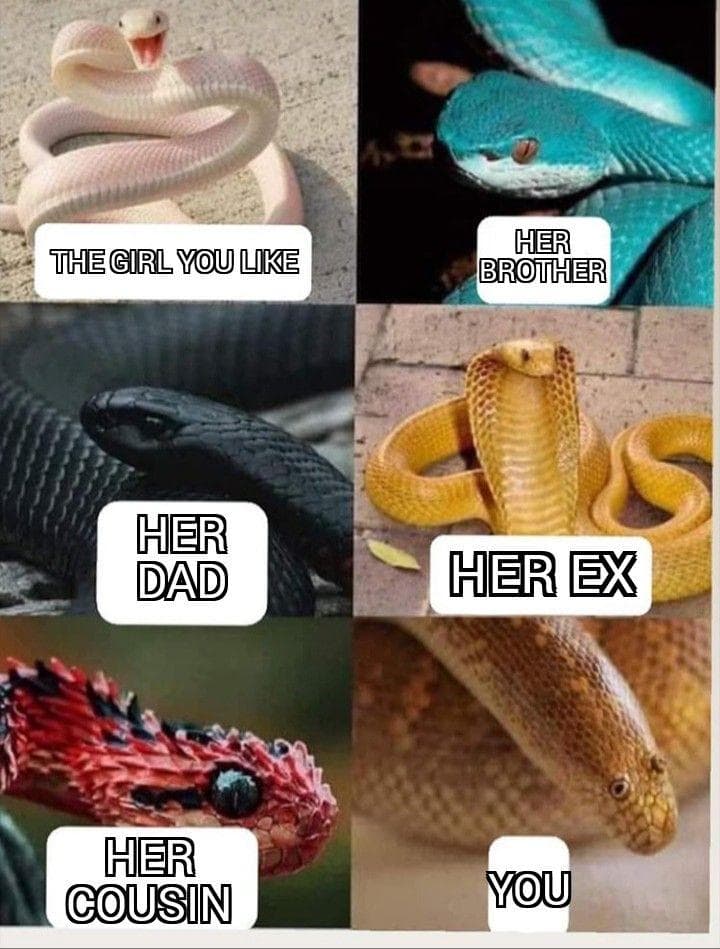The 29 Funniest Snake Memes, Ranked