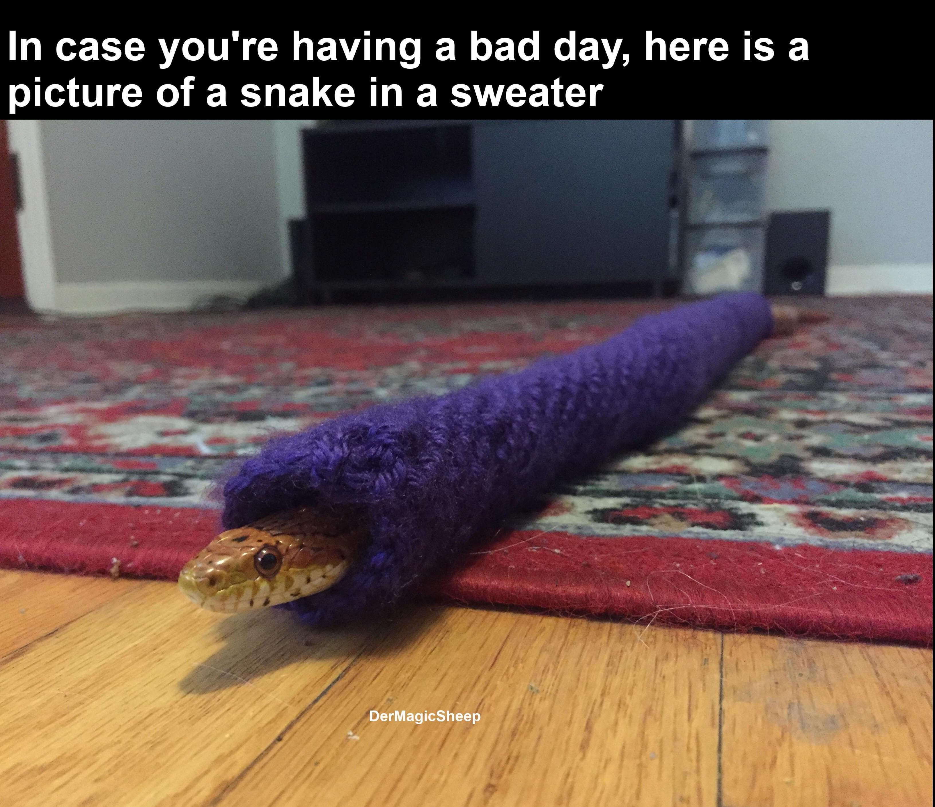 The 29 Funniest Snake Memes, Ranked