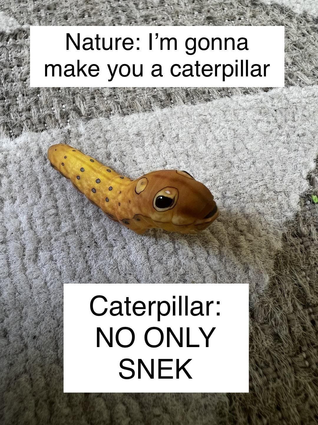 The 29 Funniest Snake Memes, Ranked