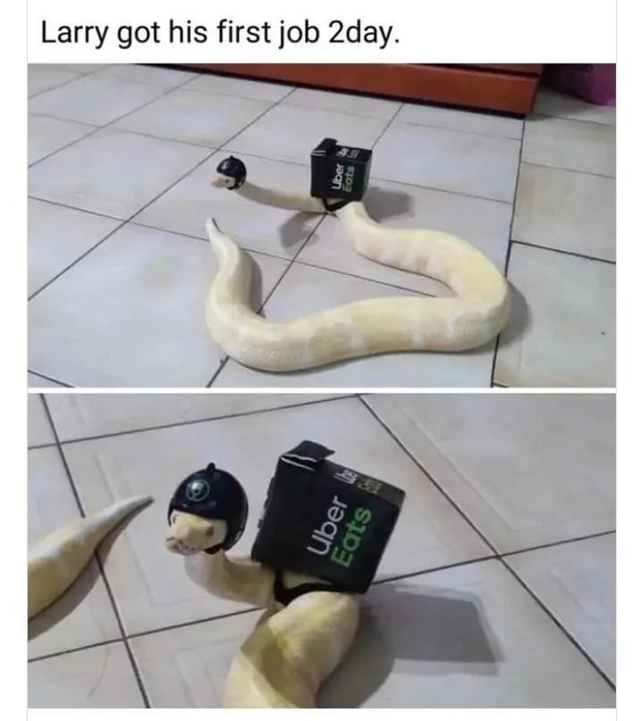 The 29 Funniest Snake Memes, Ranked