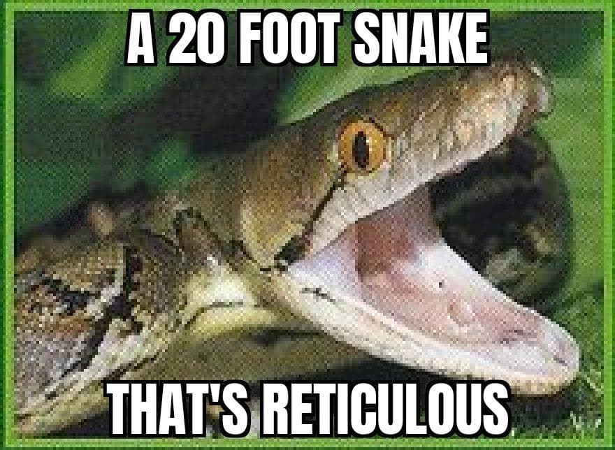 The 29 Funniest Snake Memes, Ranked