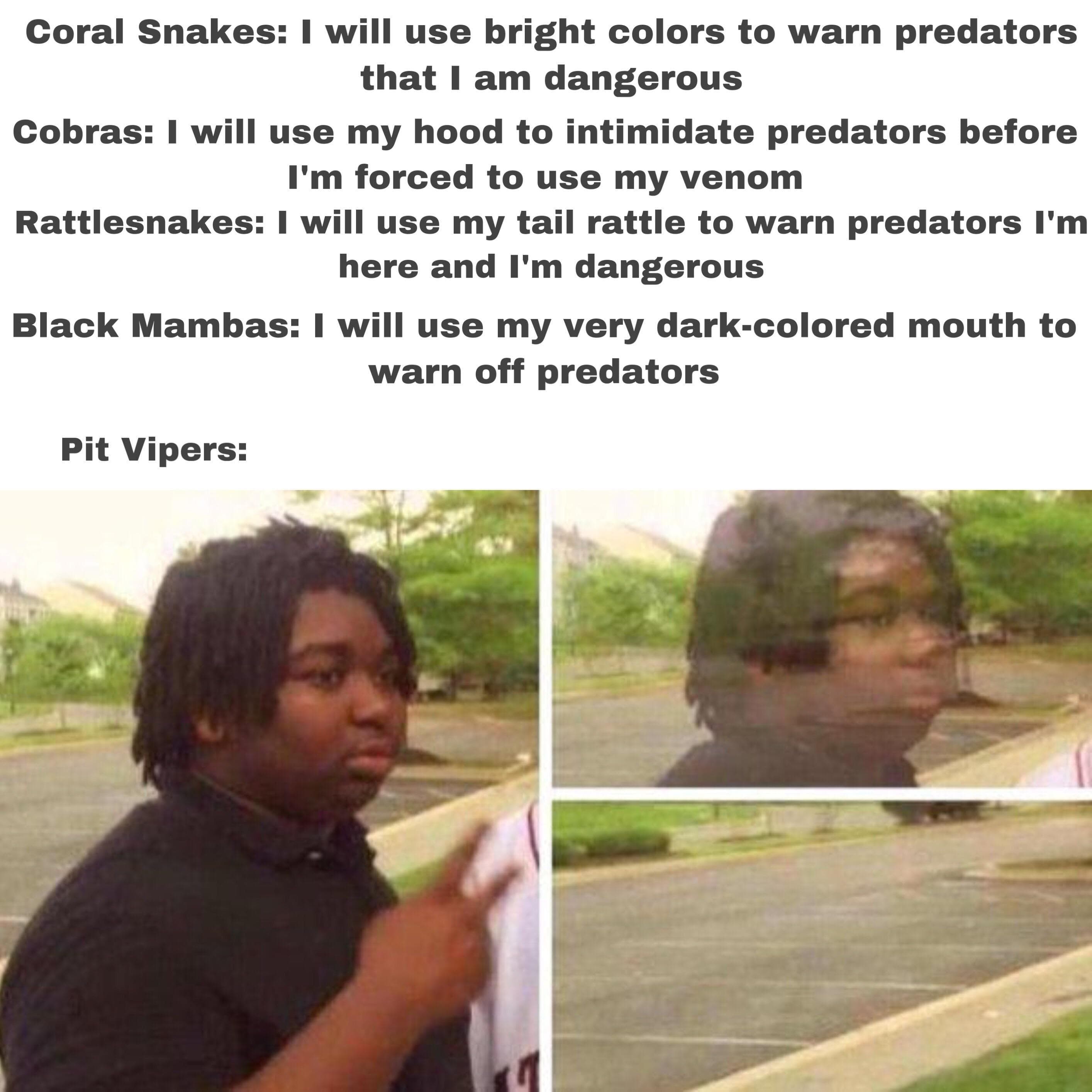 The 29 Funniest Snake Memes, Ranked