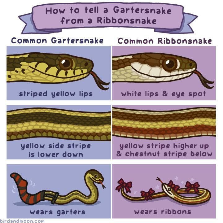 The 29 Funniest Snake Memes, Ranked