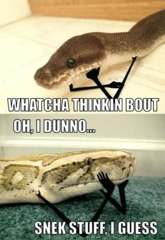 The 29 Funniest Snake Memes, Ranked