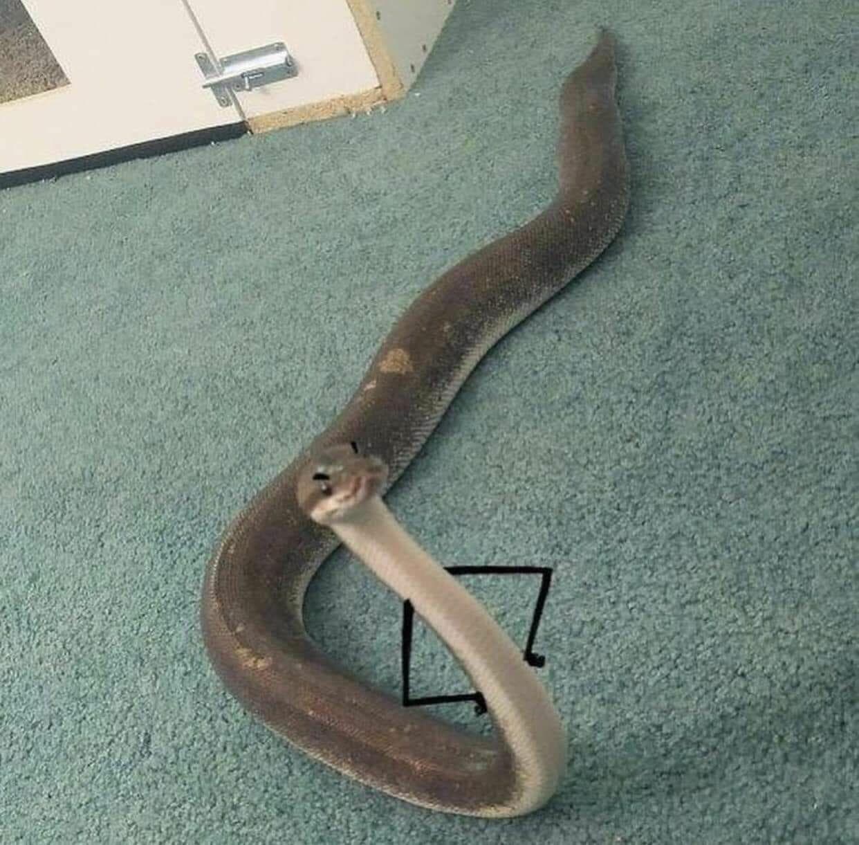 The 29 Funniest Snake Memes, Ranked