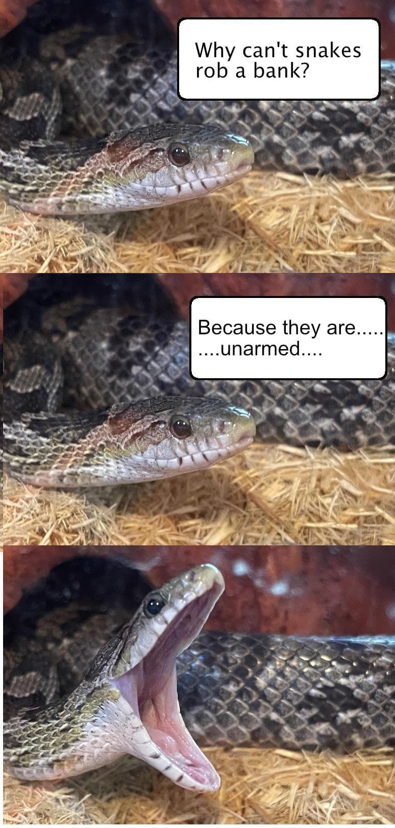 The 29 Funniest Snake Memes, Ranked