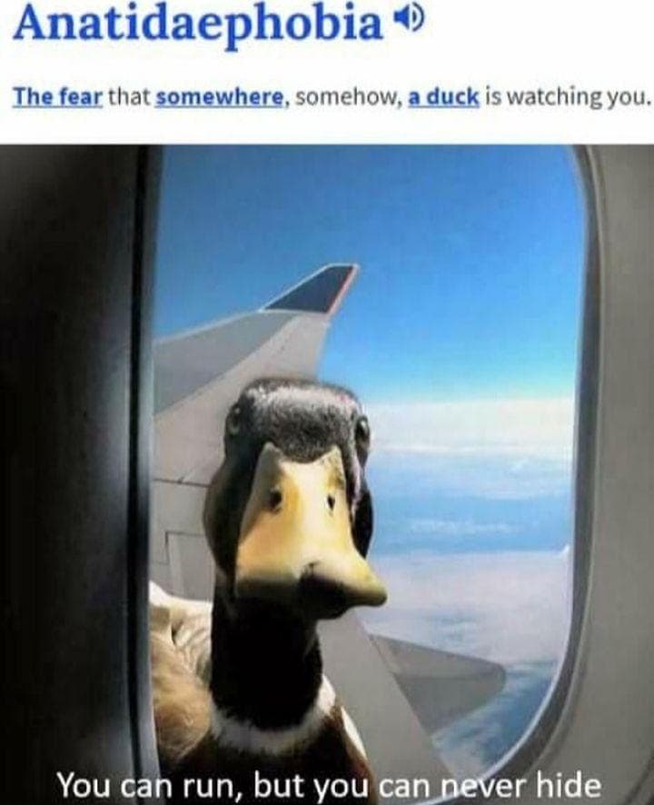 The 25 Funniest Duck Memes, Ranked
