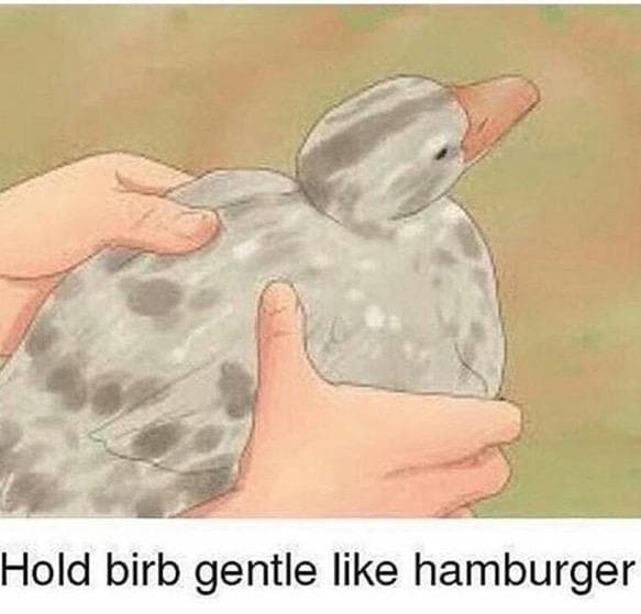 The 25 Funniest Duck Memes, Ranked