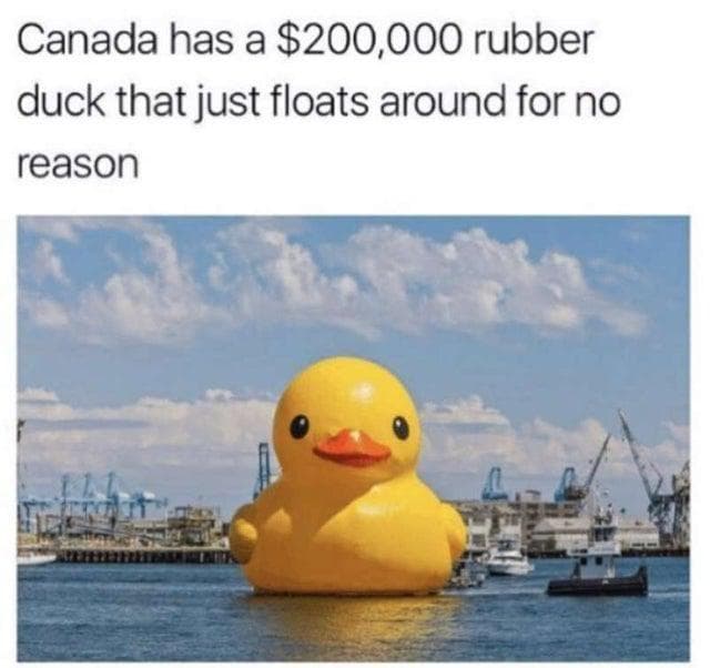 The 25 Funniest Duck Memes, Ranked