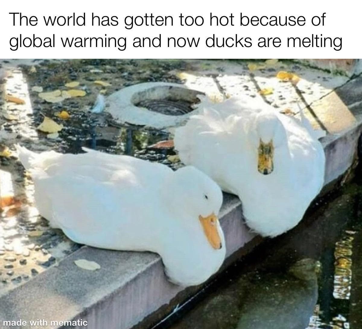 The 25 Funniest Duck Memes, Ranked