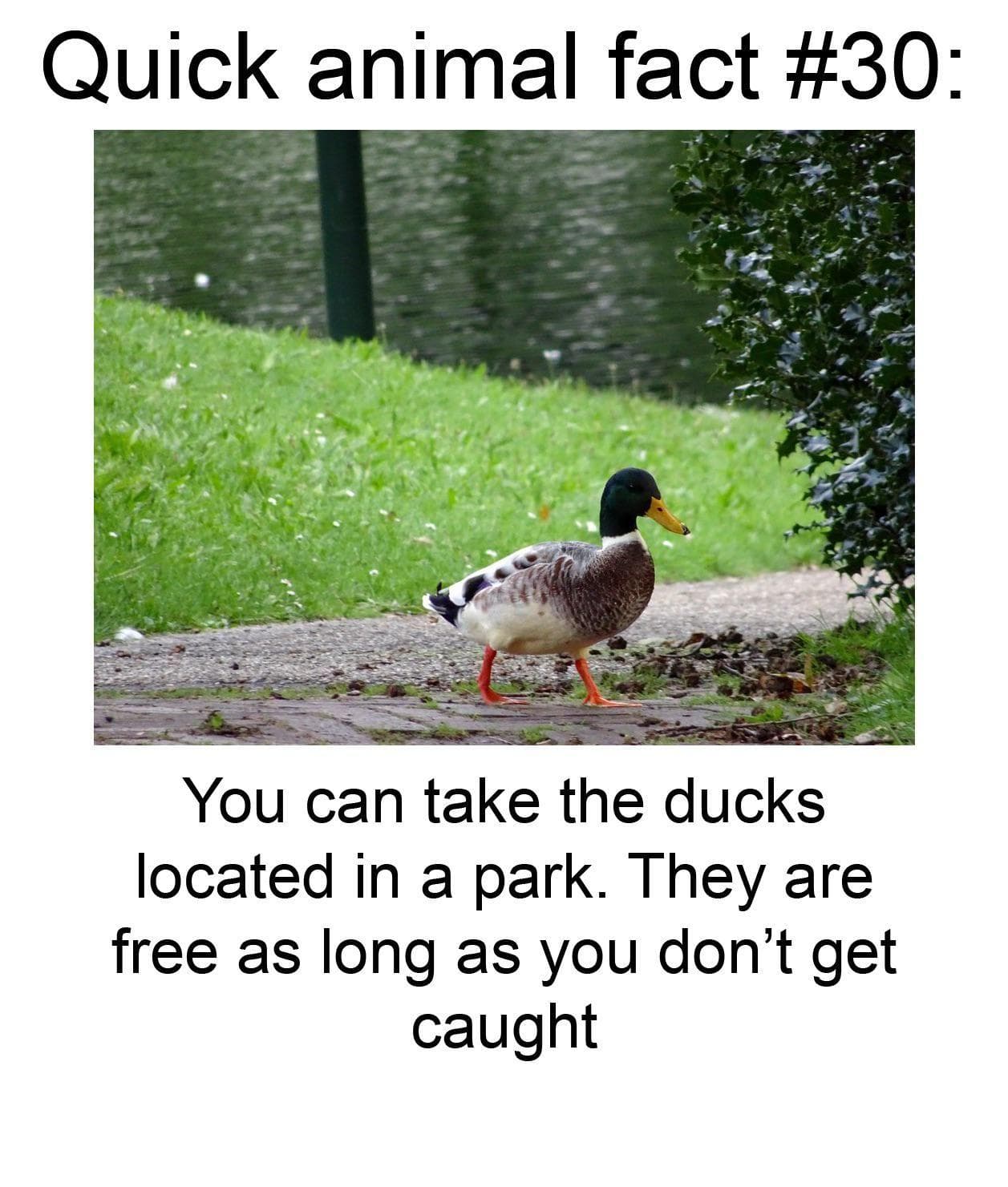 The 25 Funniest Duck Memes, Ranked