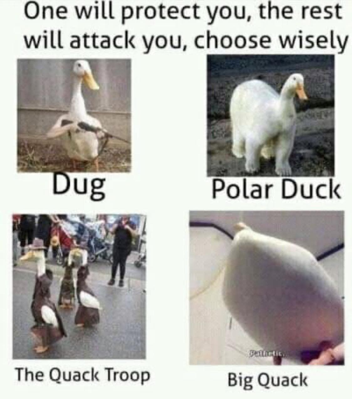 The 25 Funniest Duck Memes, Ranked
