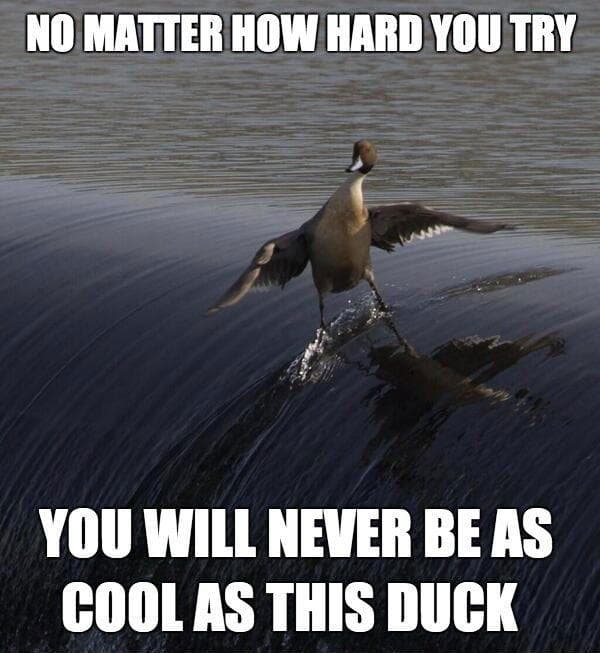 The 25 Funniest Duck Memes, Ranked