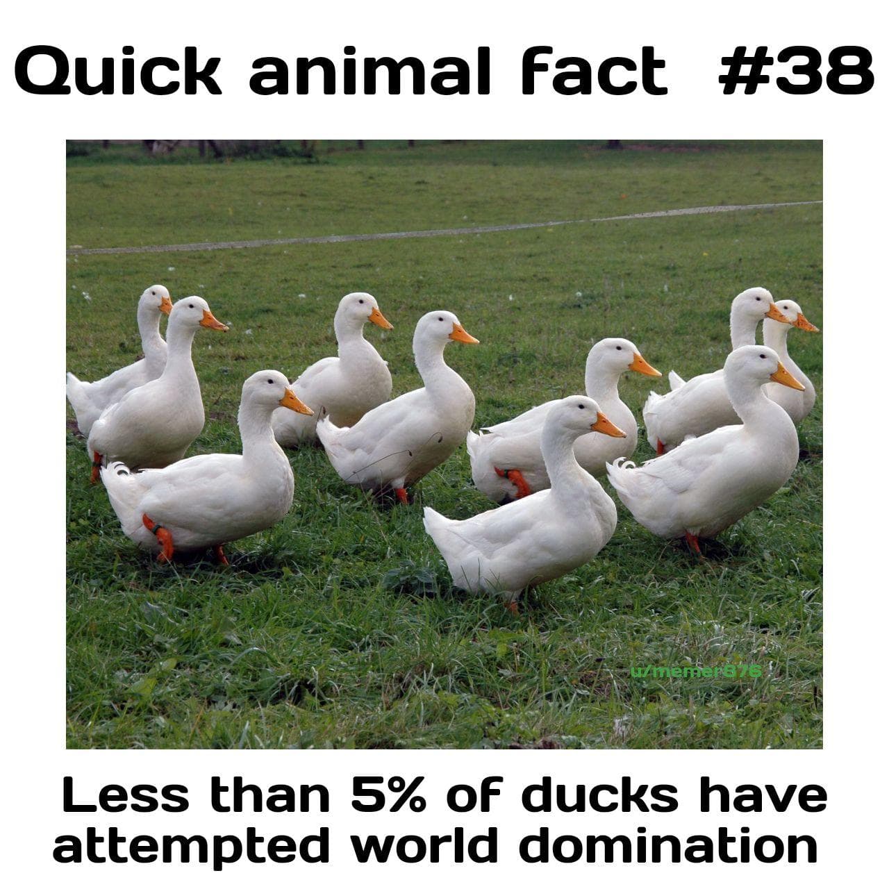 The 25 Funniest Duck Memes, Ranked