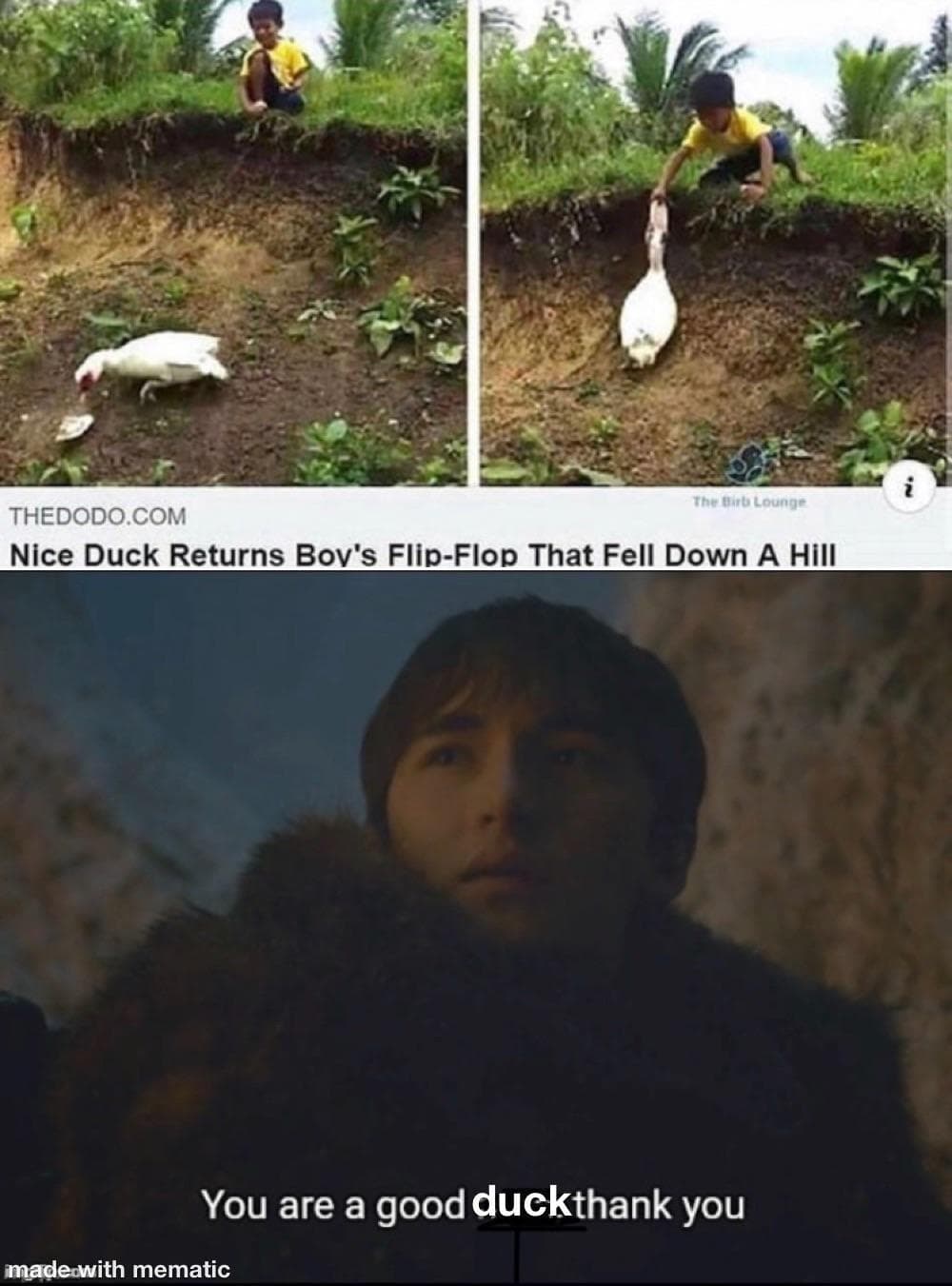 The 25 Funniest Duck Memes, Ranked