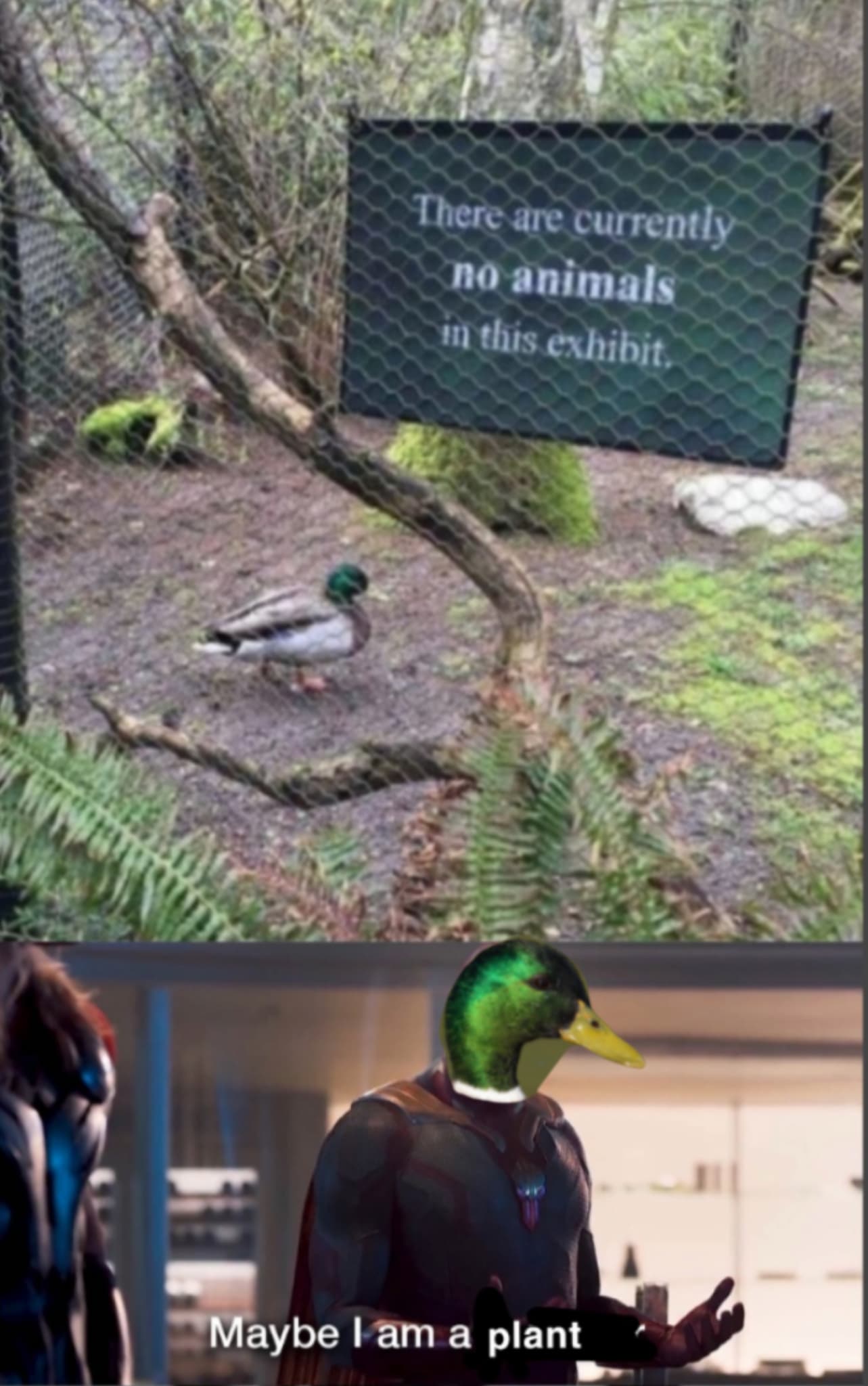 The 25 Funniest Duck Memes, Ranked