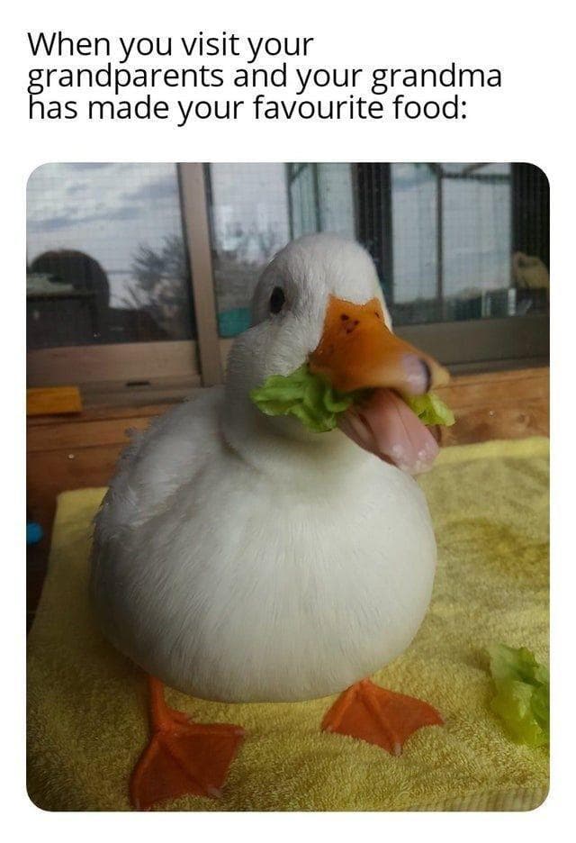 The 25 Funniest Duck Memes, Ranked