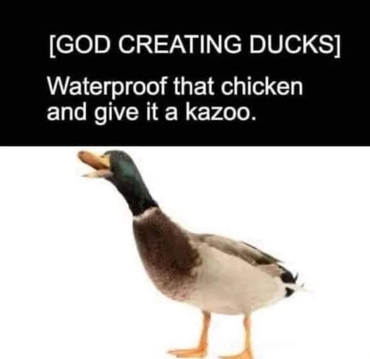 The 25 Funniest Duck Memes, Ranked