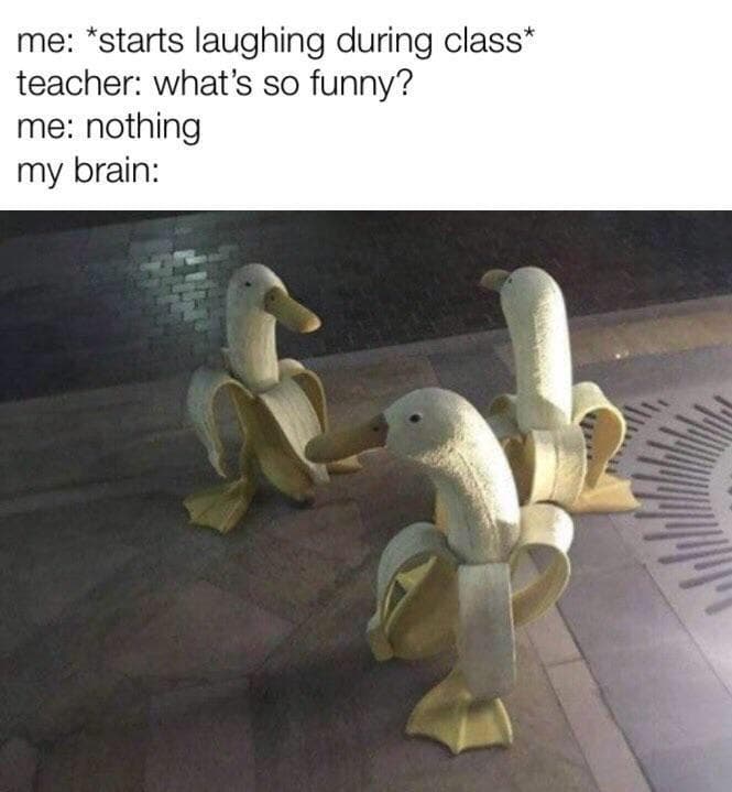 The 25 Funniest Duck Memes, Ranked