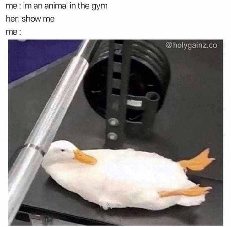 The 25 Funniest Duck Memes, Ranked